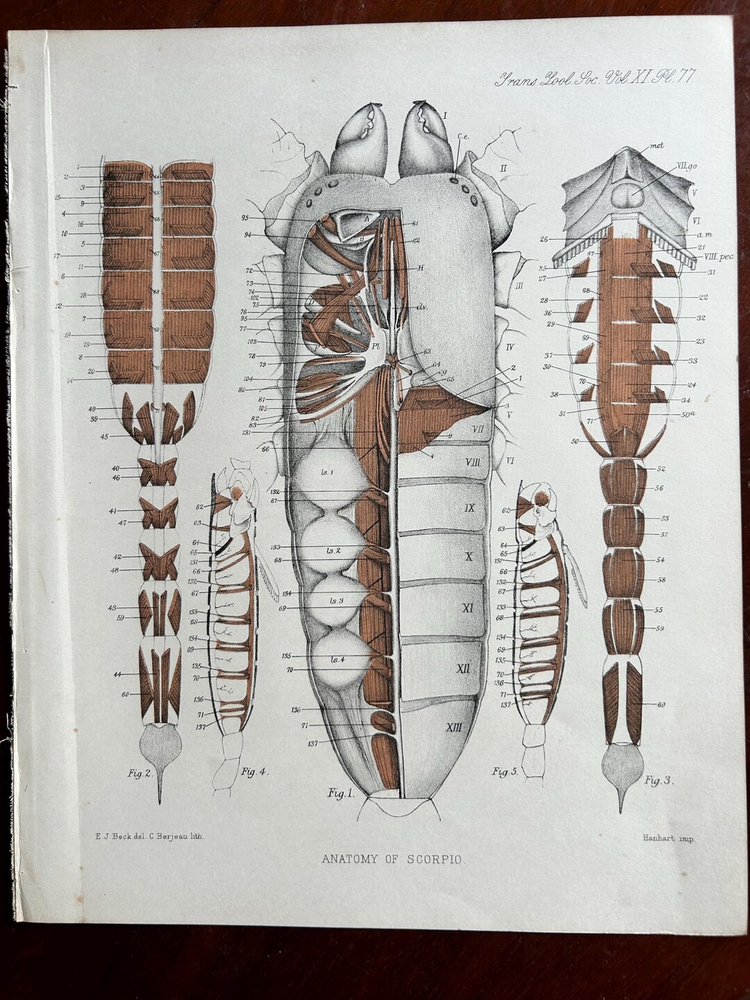 Antique Dissection Diagram Anatomy of a Scorpion (scorpio) Educational ...