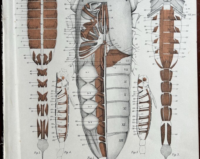 Antique Dissection Diagram Anatomy of a Scorpion (scorpio) Educational ...