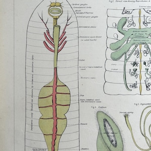 Antique Dissection Diagram Earth Worm Educational Zoology Natural ...