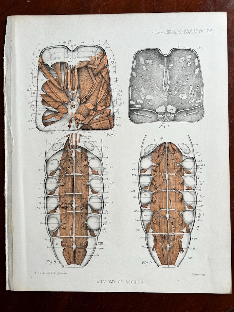 Antique Dissection Diagram Anatomy of a Scorpion (scorpio) Educational ...
