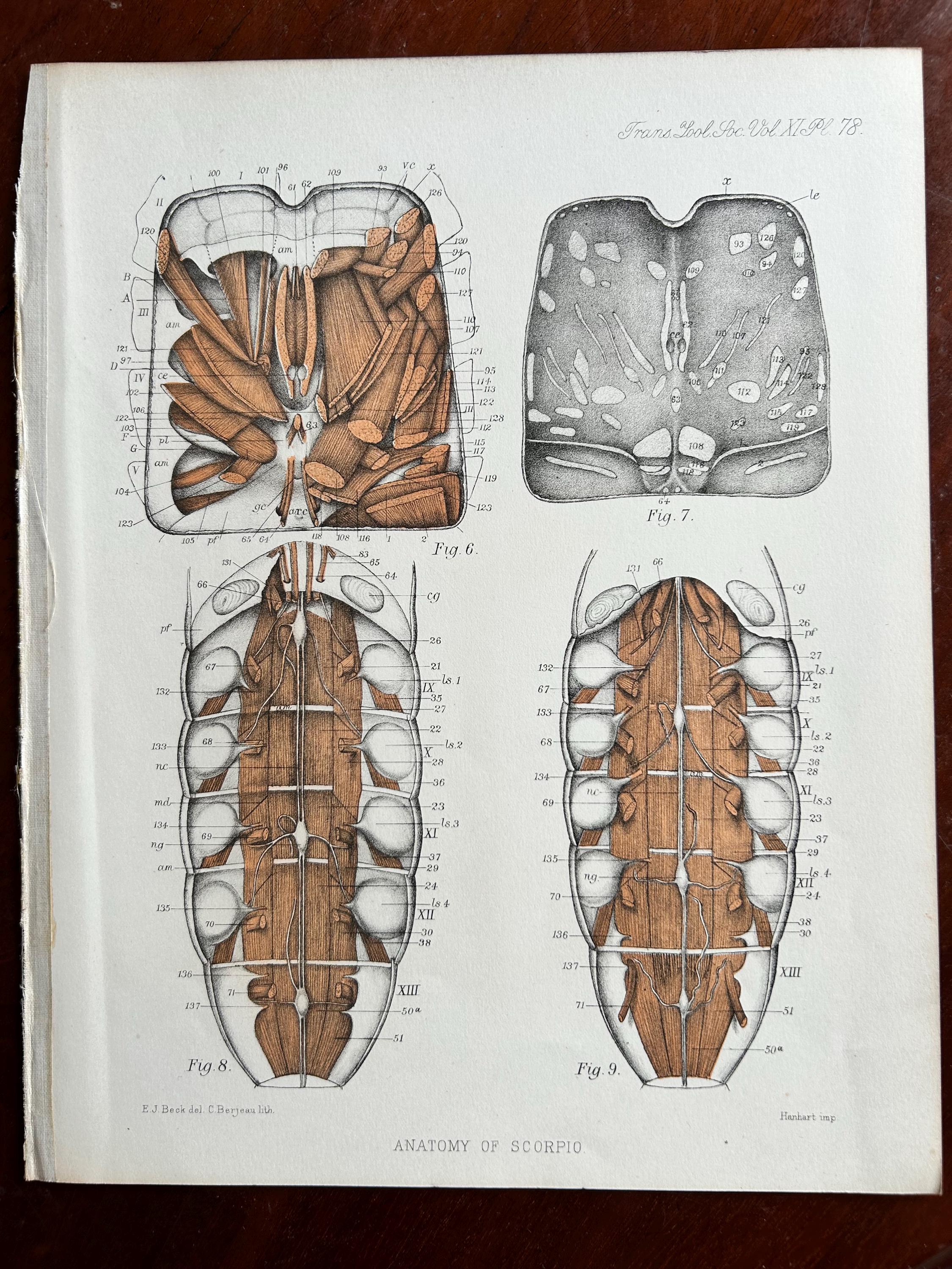 Antique Dissection Diagram Anatomy of a Scorpion (scorpio) Educational ...