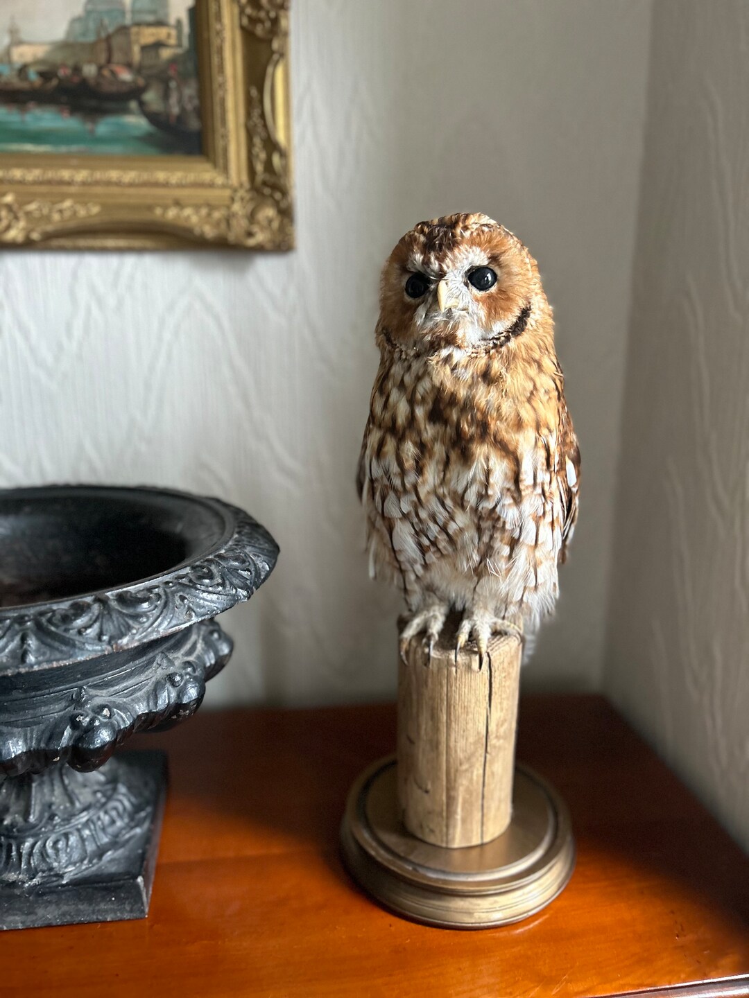 Taxidermy Owl Beautiful Tawny Owl Taxidermy Mounted on Fence Post ...