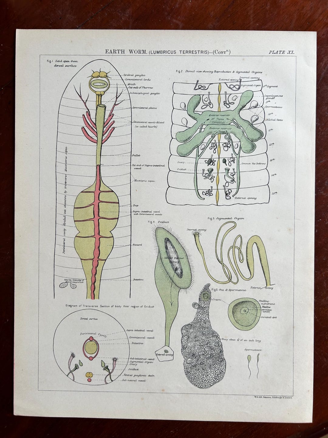 Antique Dissection Diagram Earth Worm Educational Zoology Natural ...