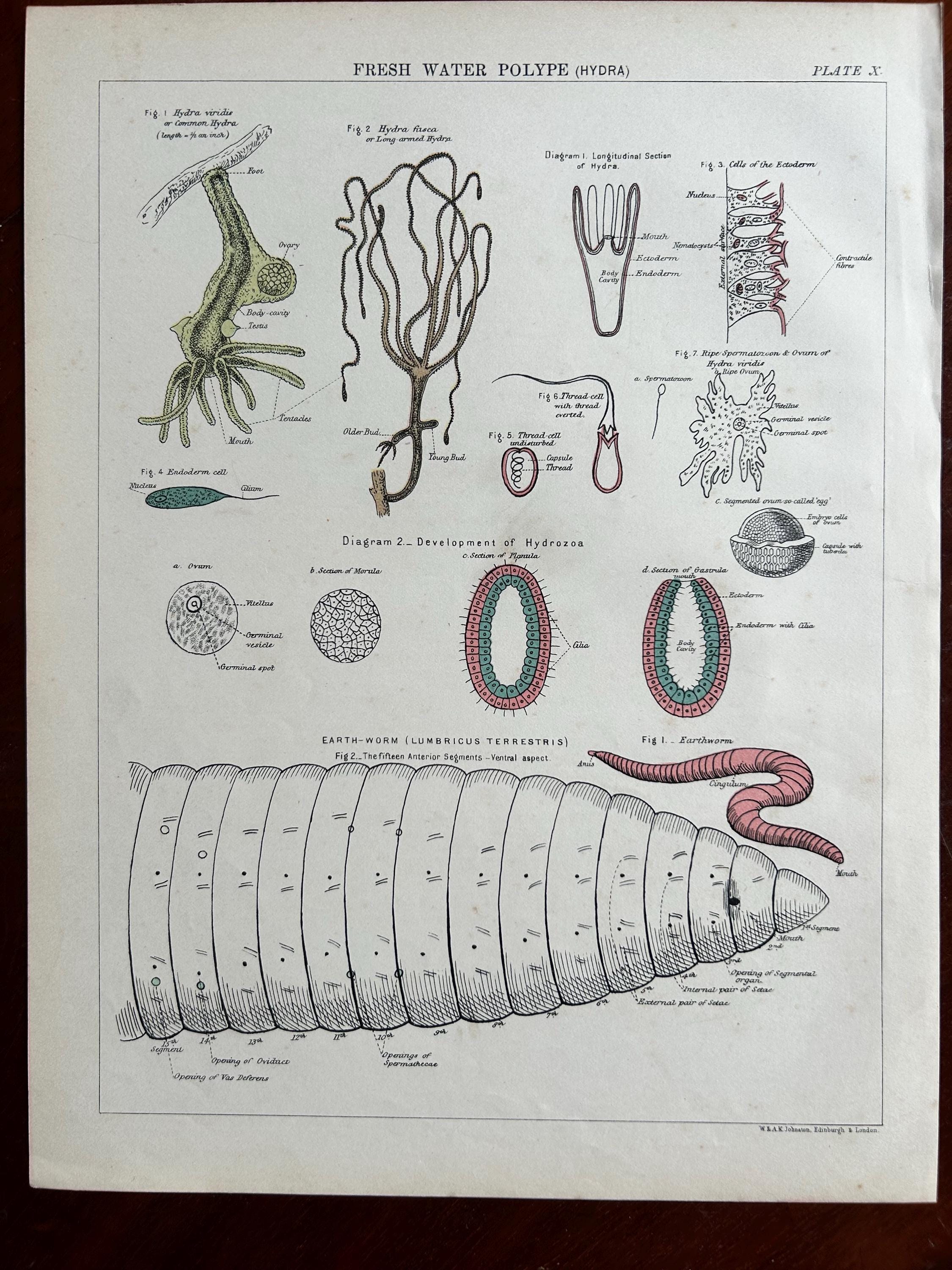 Hydra Diagram Labeled Hydra Dissection Natural History Cnidaria