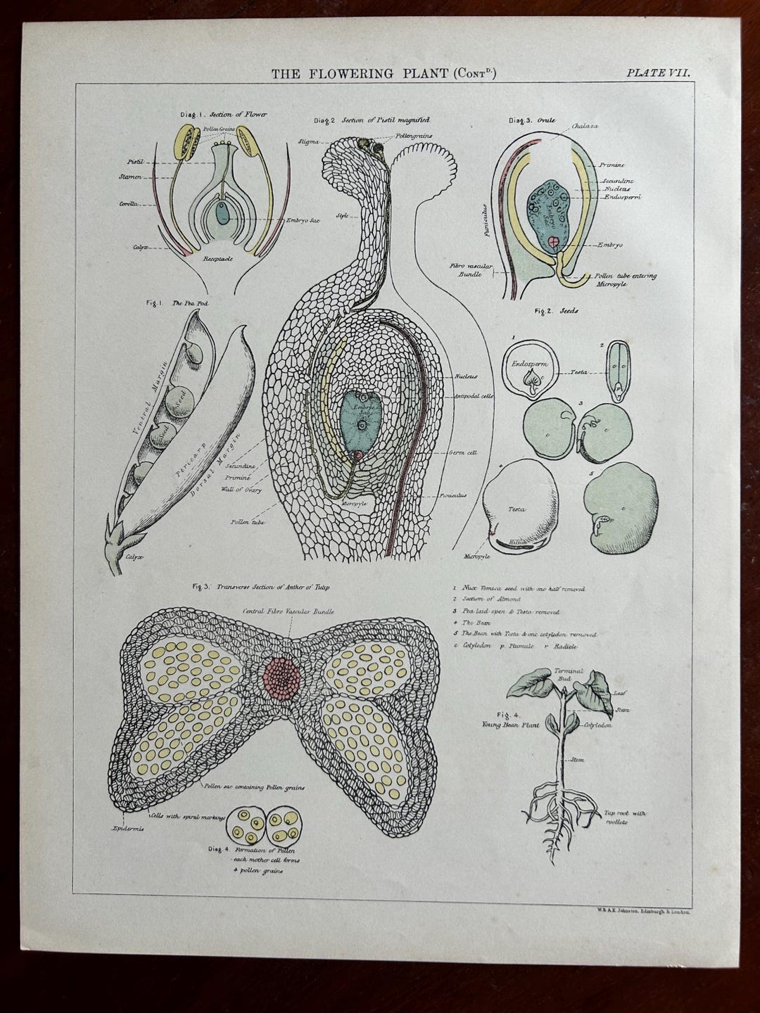 Antique Dissection Diagram the Flowering Plant Educational Zoology ...
