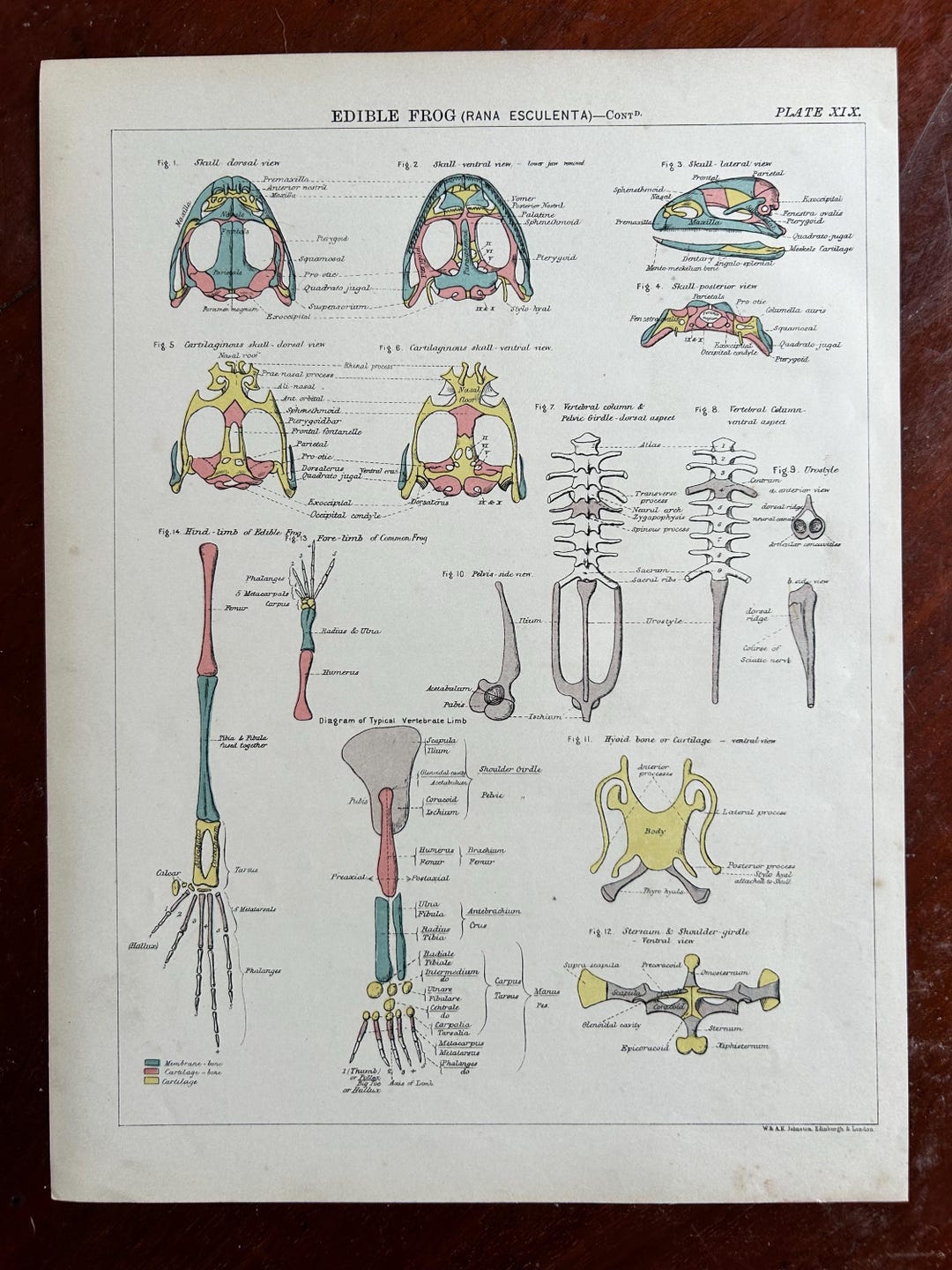 Antique Dissection Diagram Edible Frog Educational Zoology Natural ...