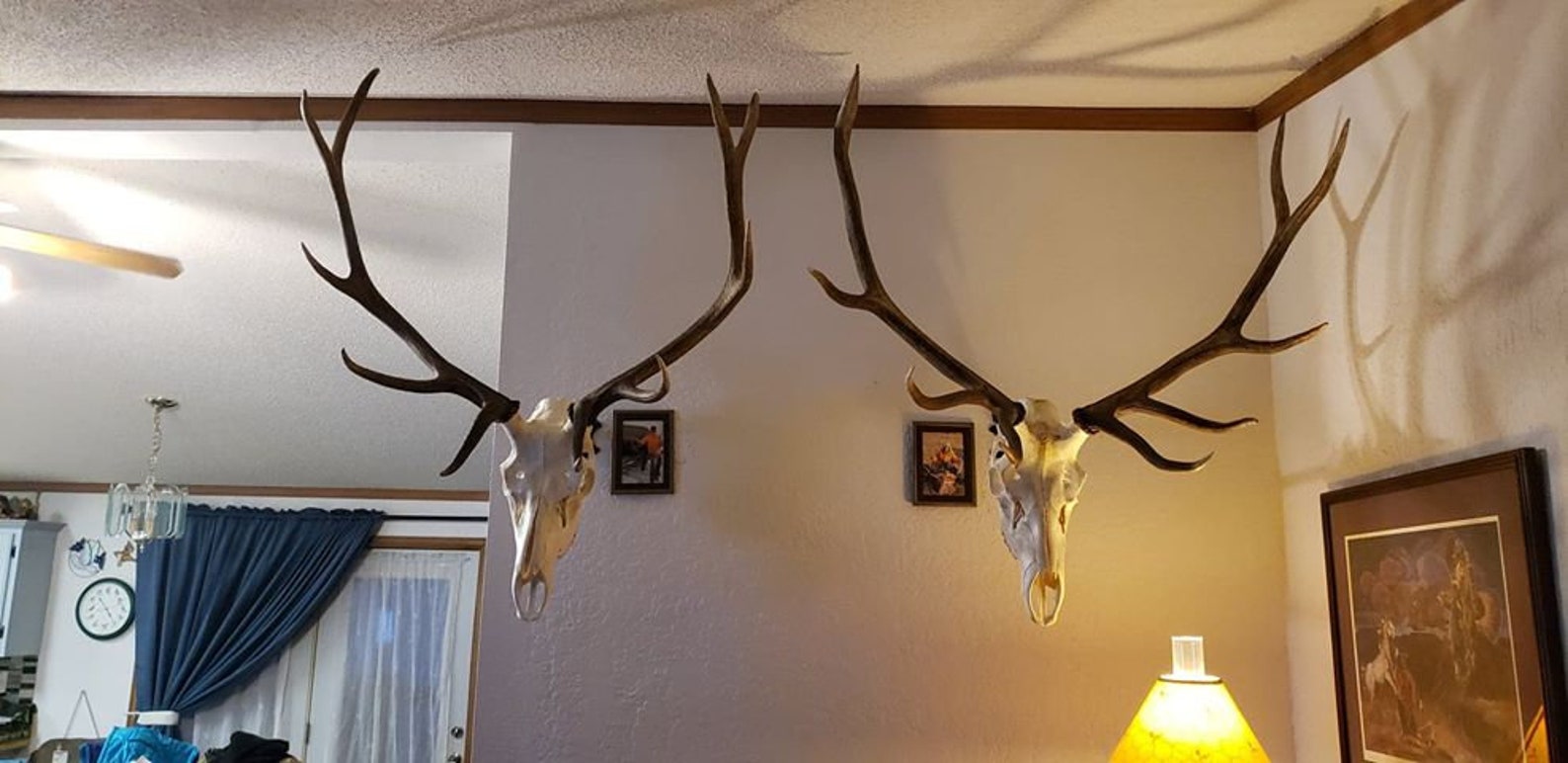 Bull Bracket by Skull Bracket World's Strongest Skull | Etsy