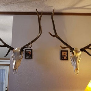 Bull Bracket by Skull Bracket, World's Strongest Skull Hanger for Big ...