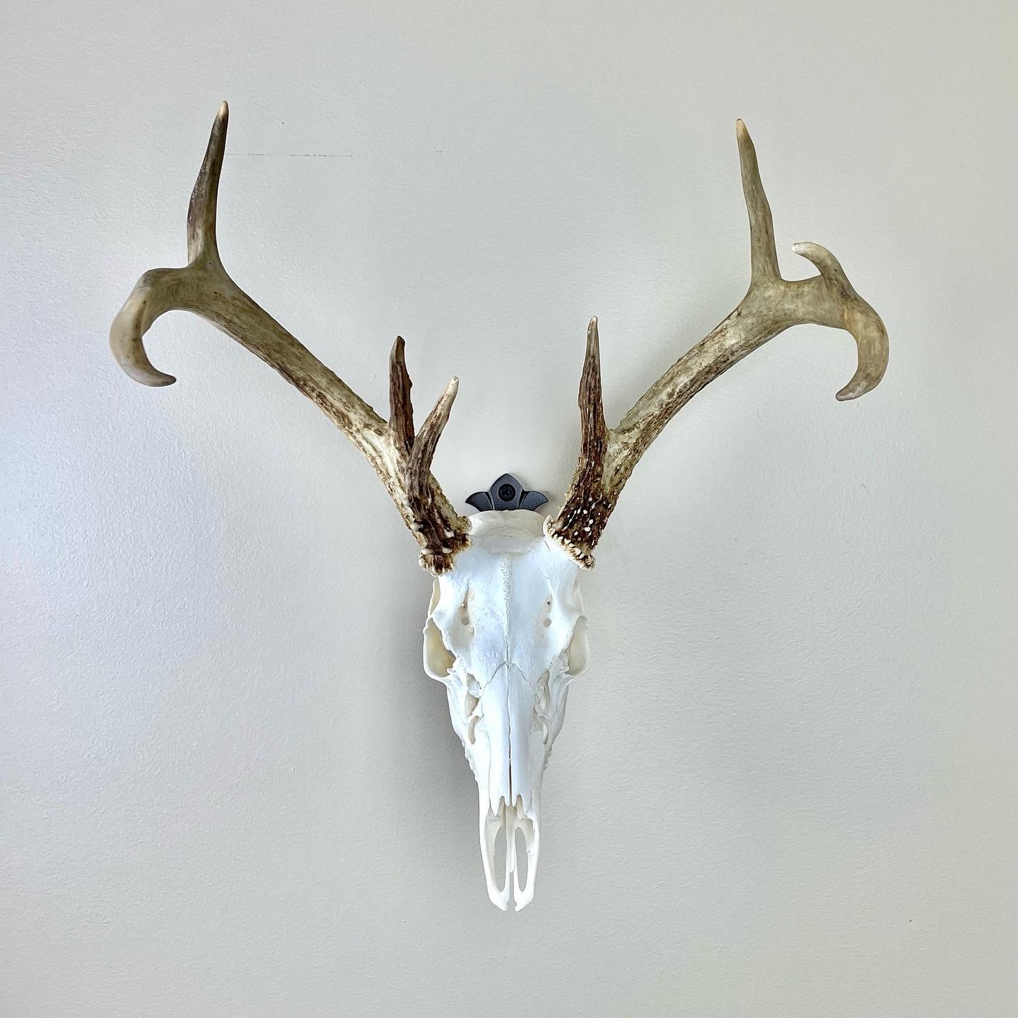 Buck Bracket by Skull Bracket, World's Strongest Skull Hanger for Mule ...