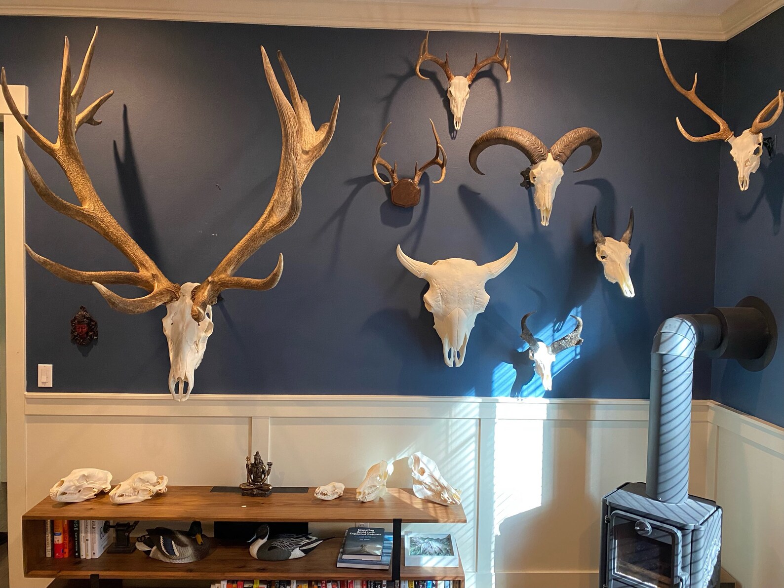 Bull Bracket by Skull Bracket World's Strongest Skull - Etsy