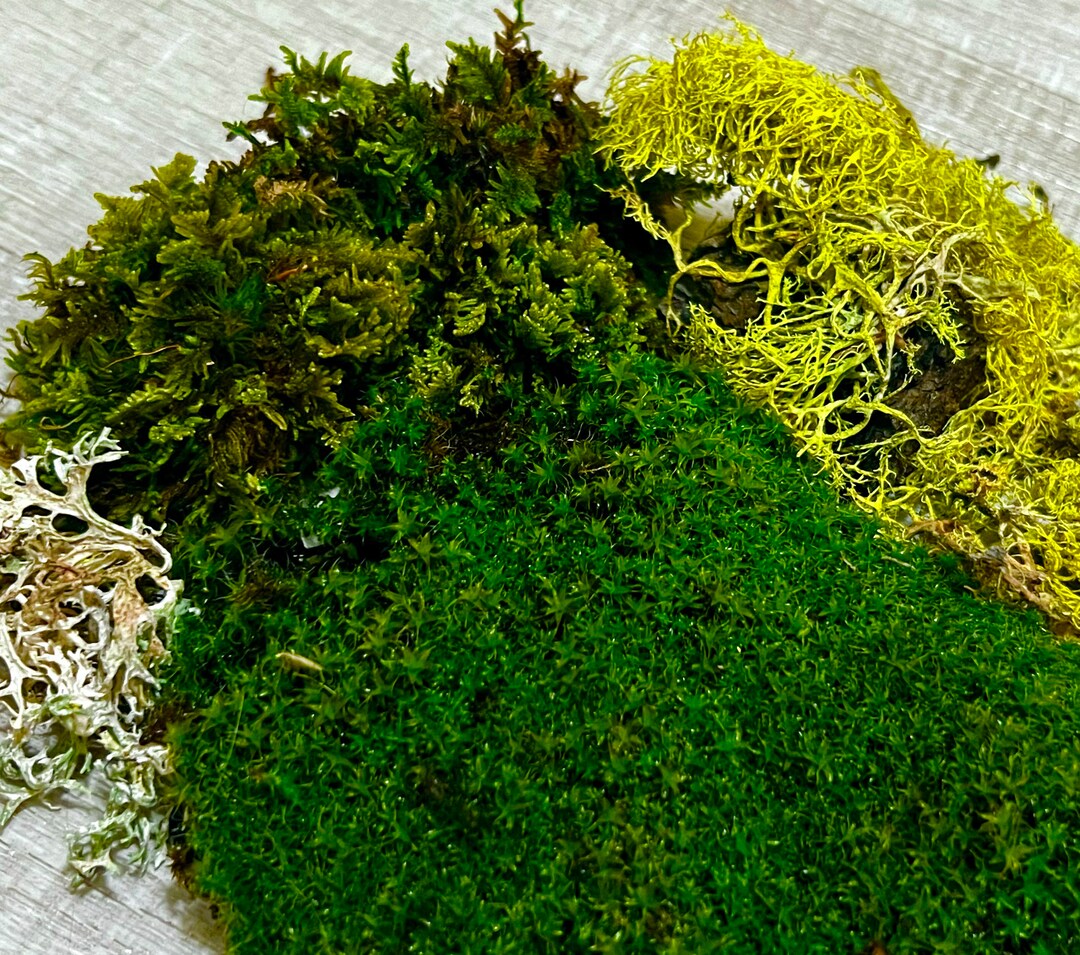 Assorted Live Terrarium Moss Grab Bag - Etsy
