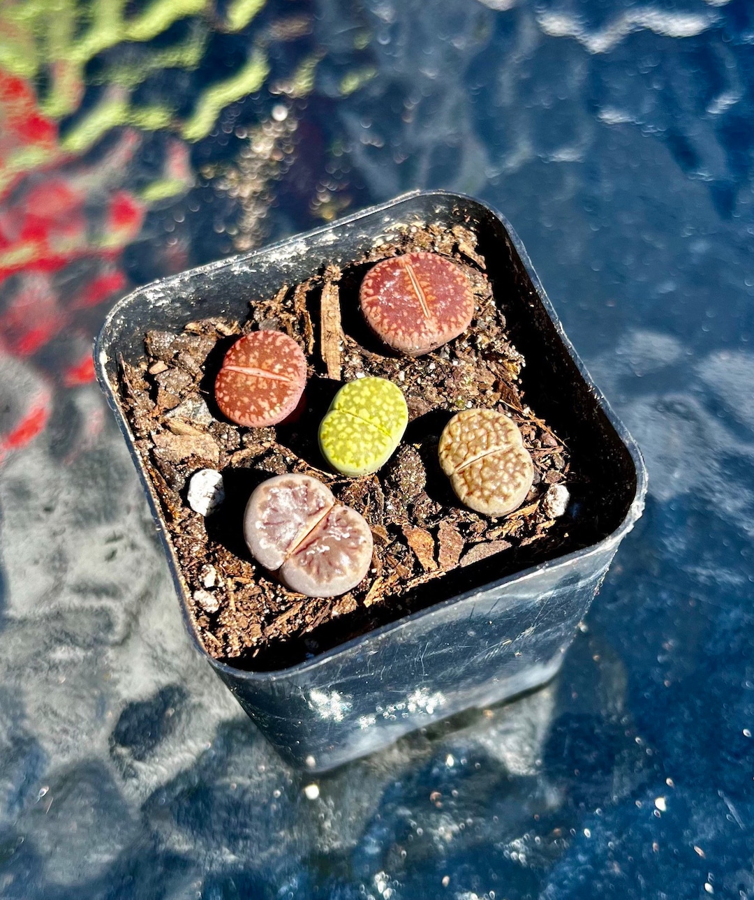 Rare Living Stone Succulents lithops - Etsy