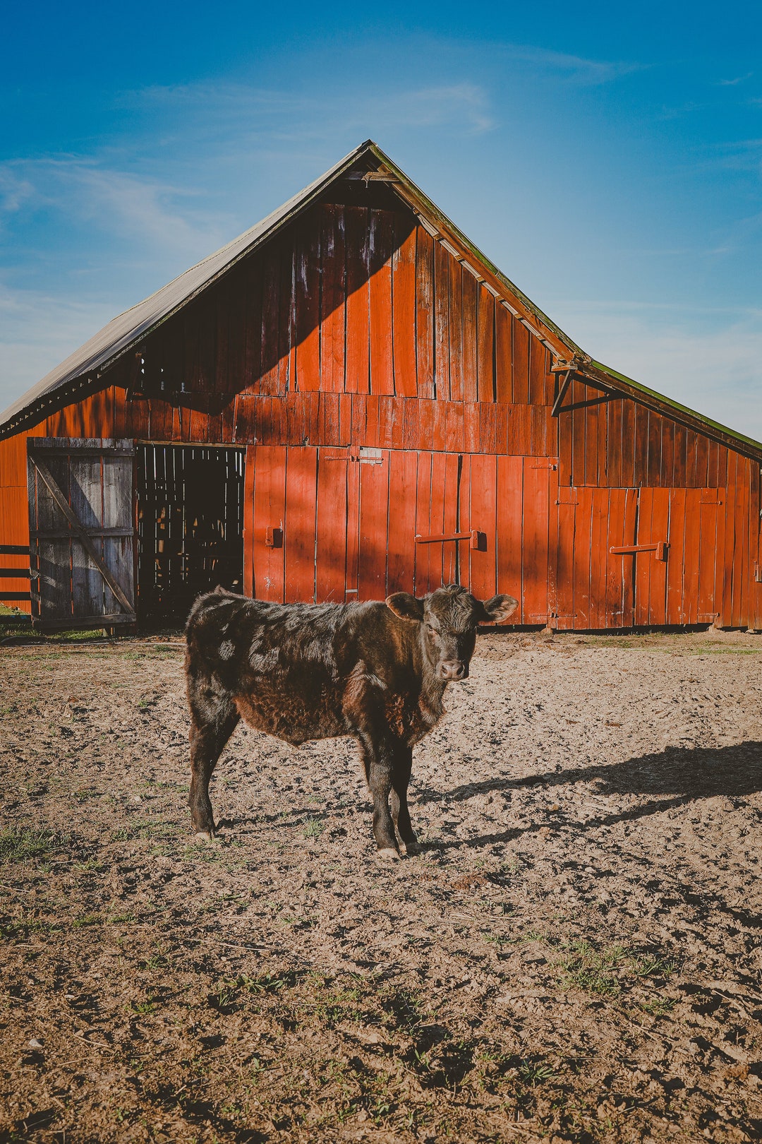 Out on the Farm, Red Barn and Cow - Etsy