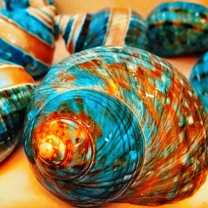 Seashell Photography, Galveston Texas, Texas Photography - Etsy