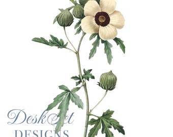 Cream Roses Flower Clipart Botanical Illustration PNG JPEG | Etsy