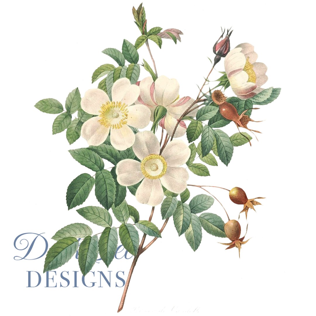 Cream Roses Flower Clipart Botanical Illustration PNG JPEG Files ...
