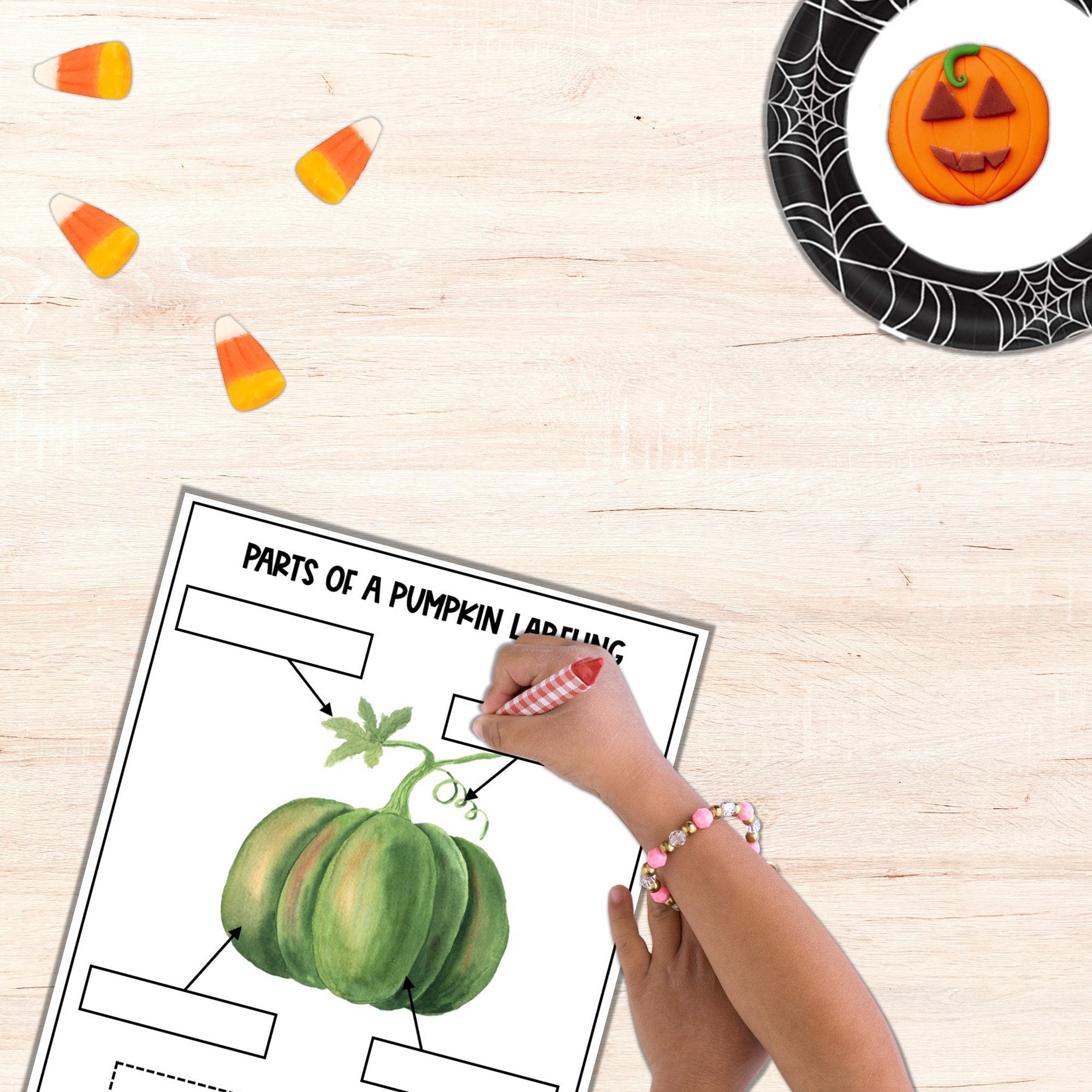 Hoja De Trabajo Sobre El Ciclo De Vida De Una Calabaza El Zapallo De