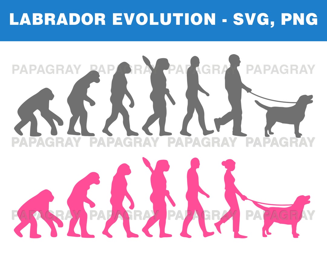 Labrador SVG Evolution Digital Download Labrador SVG - Etsy