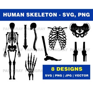 Skeleton Body System Svg - Etsy