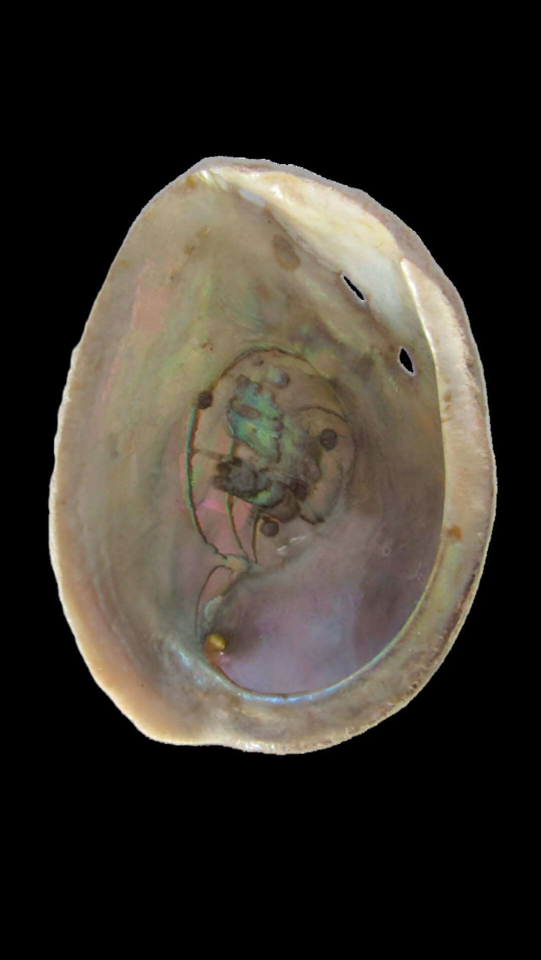 Whole Mini Abalone Shell (individual) - Etsy