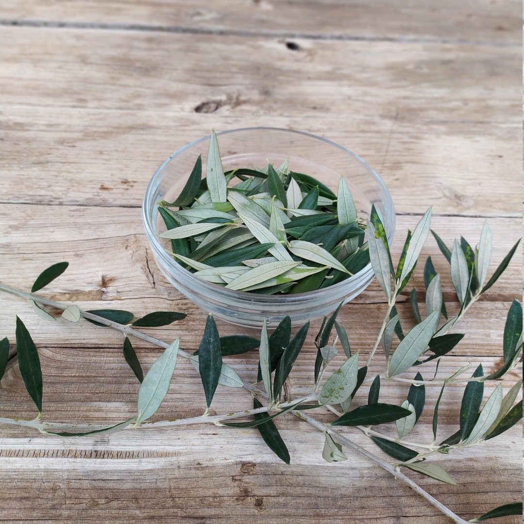 Olive Branches, Set of 10 - 50 Fresh Olive Stems and Leaves, Greek ...