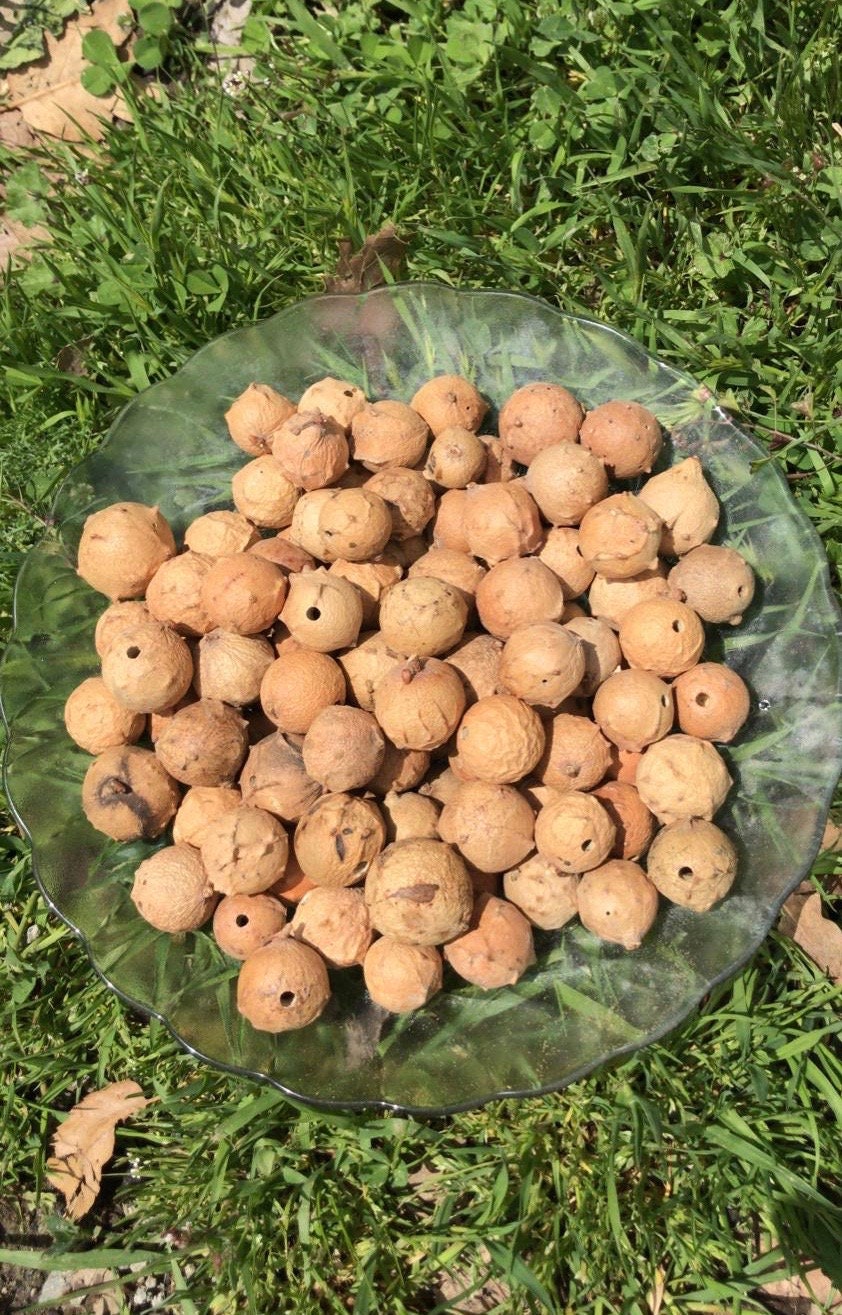 Bulk Oak Gallnut Oak Gall Extract Noix de Galle / Tannin - Etsy Nederland