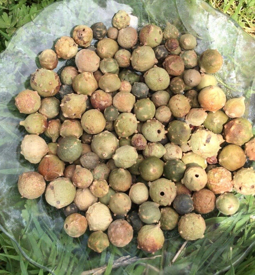 Bulk Oak Gallnut Oak Gall Extract Noix de Galle / Tannin - Etsy Nederland