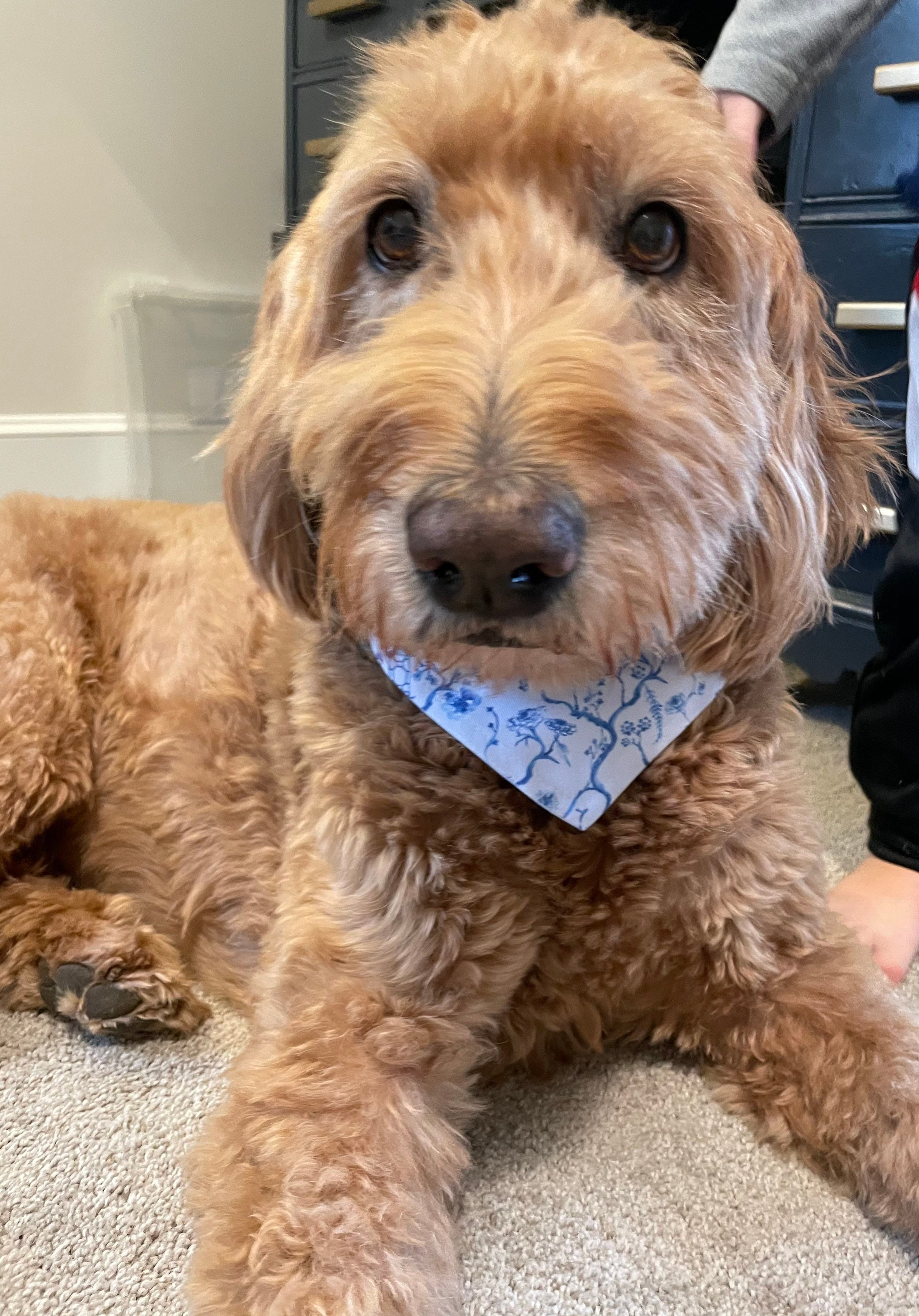 Chinoiserie Pet Bandana Collar Preppy Blue and White Dog | Etsy
