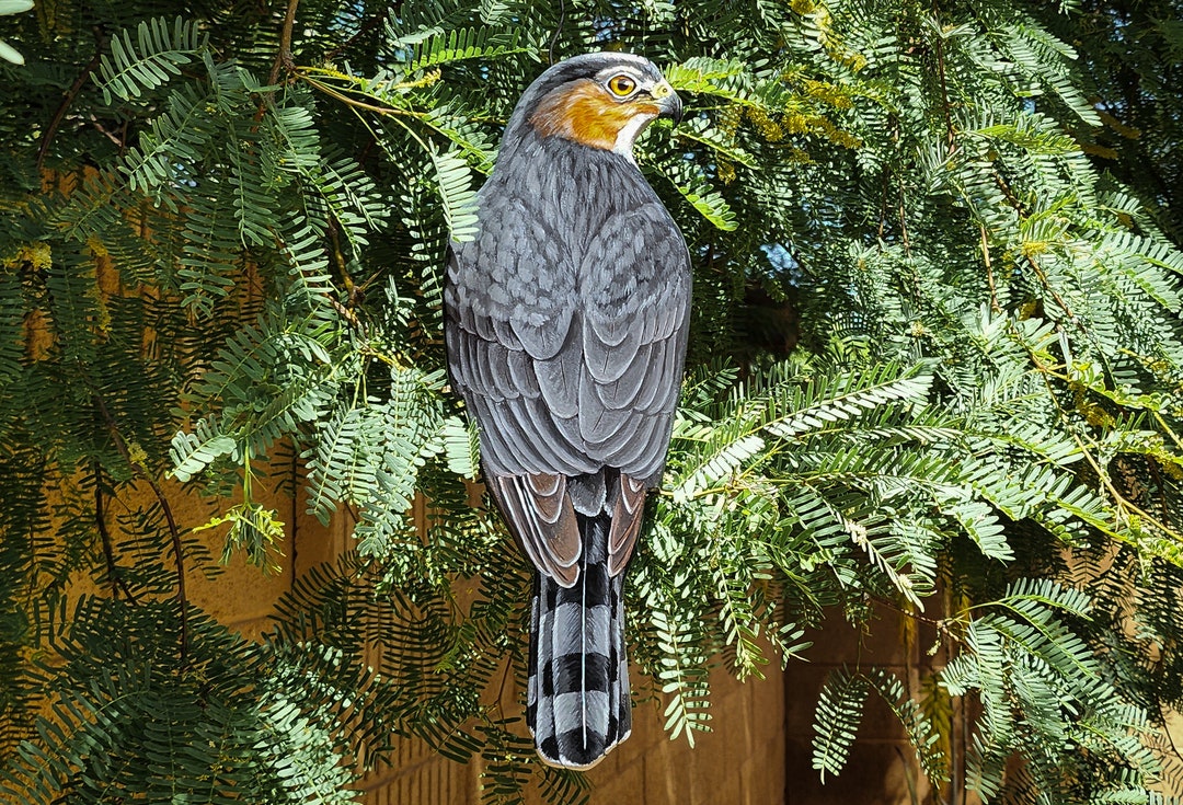 Cooper's Hawk Wooden Wall Art, Handmade, Painted Bird on Wood, Hawk ...