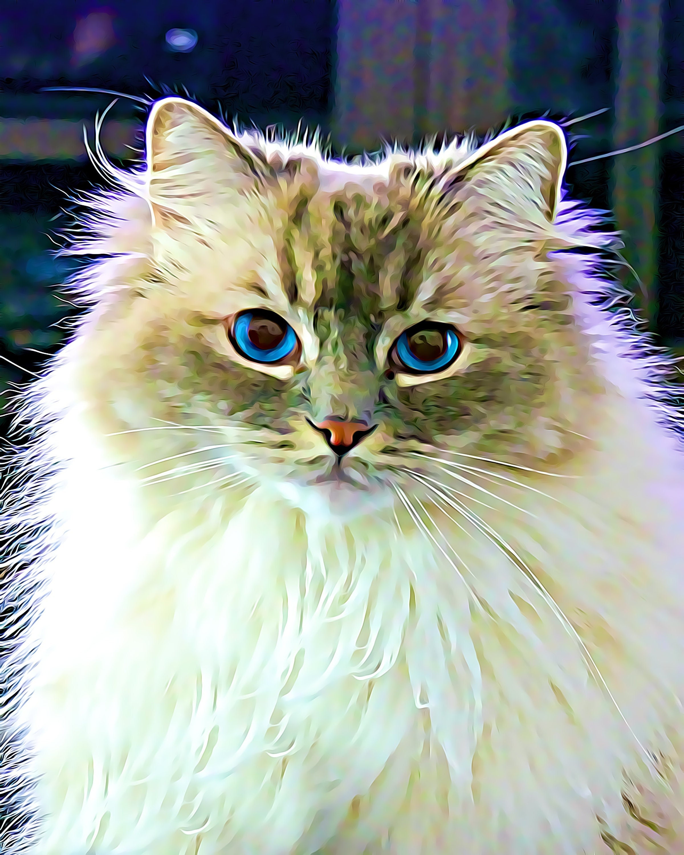 Lynx Ragdoll