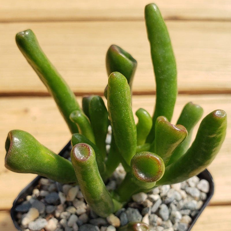 E.t Finger - Etsy