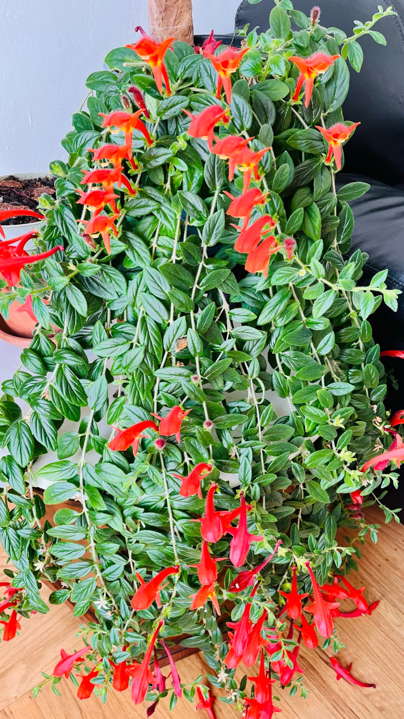 Rare Goldfish Plant (columnea Gloriosa) - 2 Mini Rooted Plants - Etsy