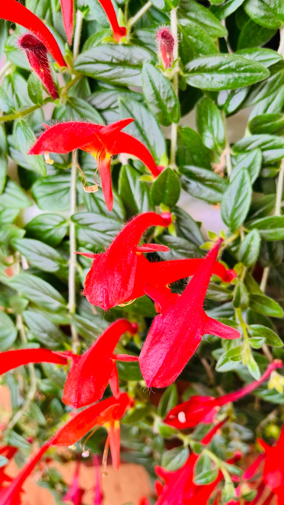 Rare Goldfish Plant (columnea Gloriosa) - 2 Starter Plants in 1 Pot ...