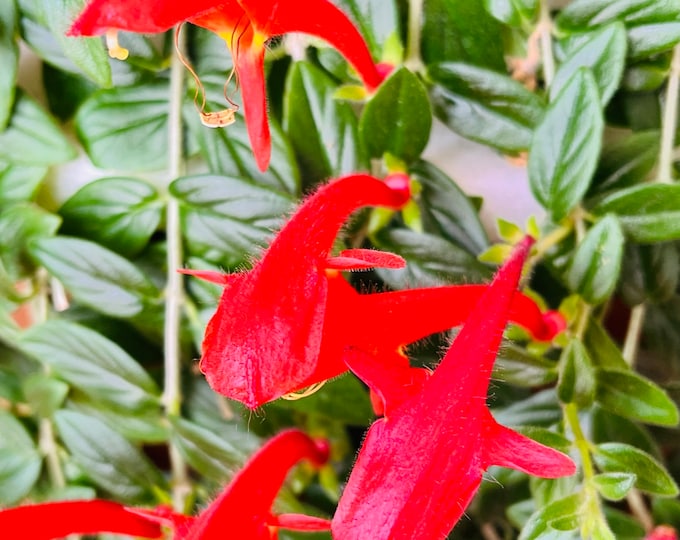 Goldfish Plant *rare (columnea Gloriosa) - Cuttings | Starter Pot ...