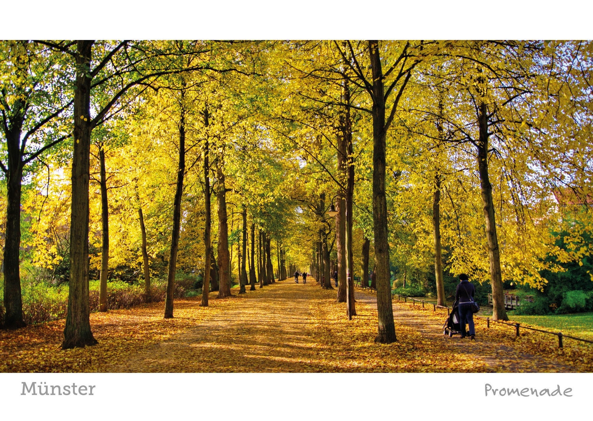 Postcard Münster Promenade in Golden Autumn Münster Photo 2011-PK Ms ...