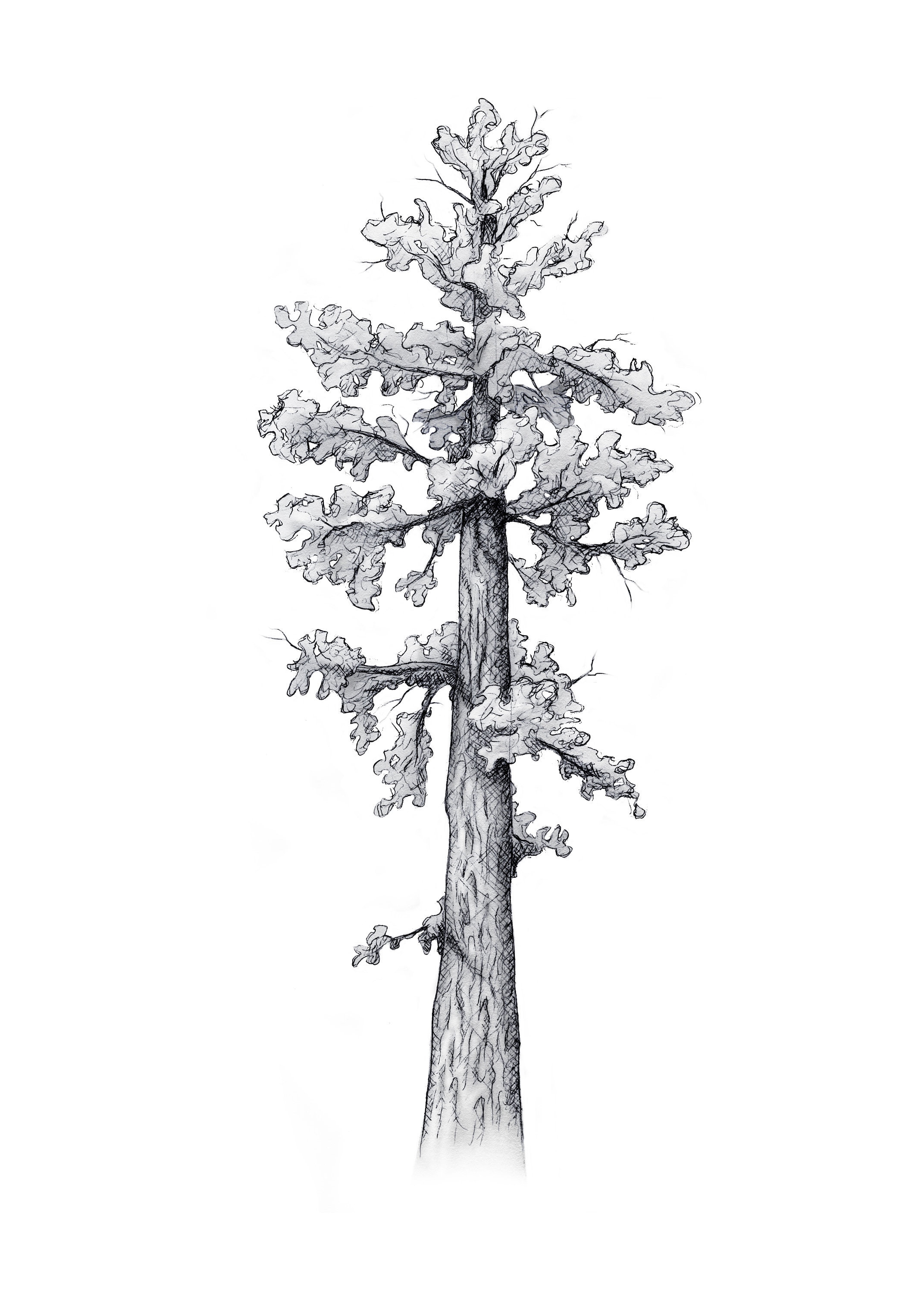 White Pine Tree Print | Mailed Print Unframed | Vertical Handmade Ink ...