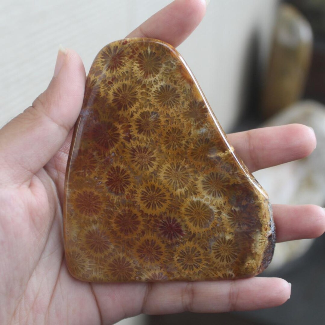 Fossil Coral Slab - Etsy