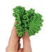 LETTUCE Crochet Pattern PDF Crochet Lettuce Pattern. Amigurumi Lettuce ...
