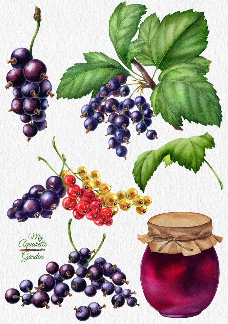 Black currant clip art Watercolor botanical illustration | Etsy
