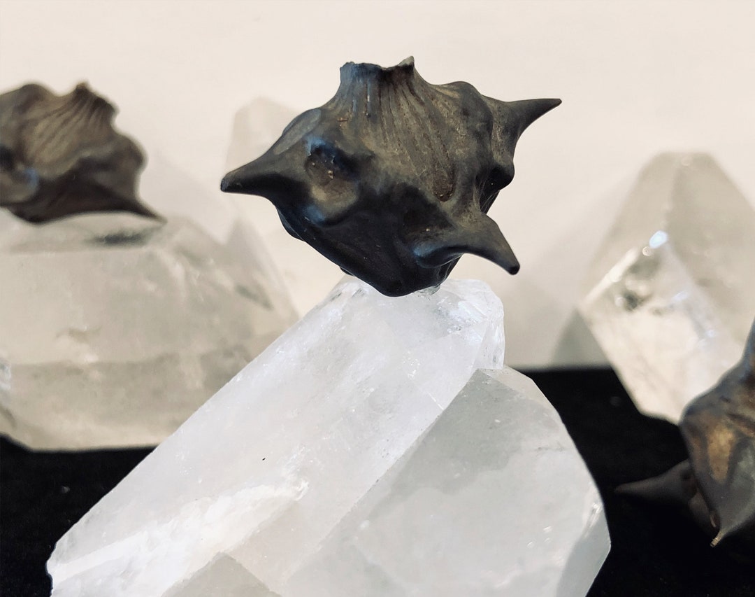 Devil Pods, Water Caltrop Seed, Batnut / Kitchen Witch / Apothecary ...