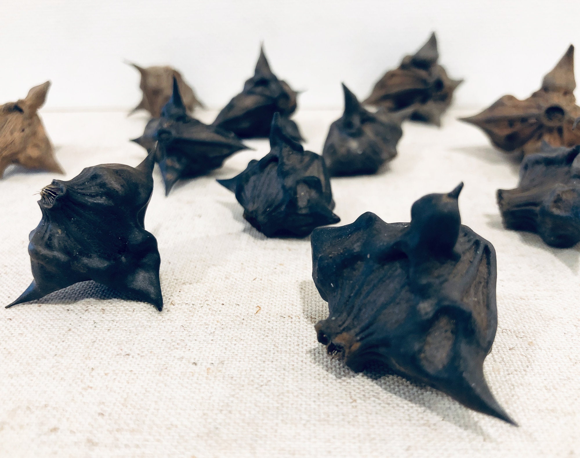 Devil Pods, Water Caltrop Seed, Batnut / Kitchen Witch / Apothecary / Curiosity / Cabinet De ...