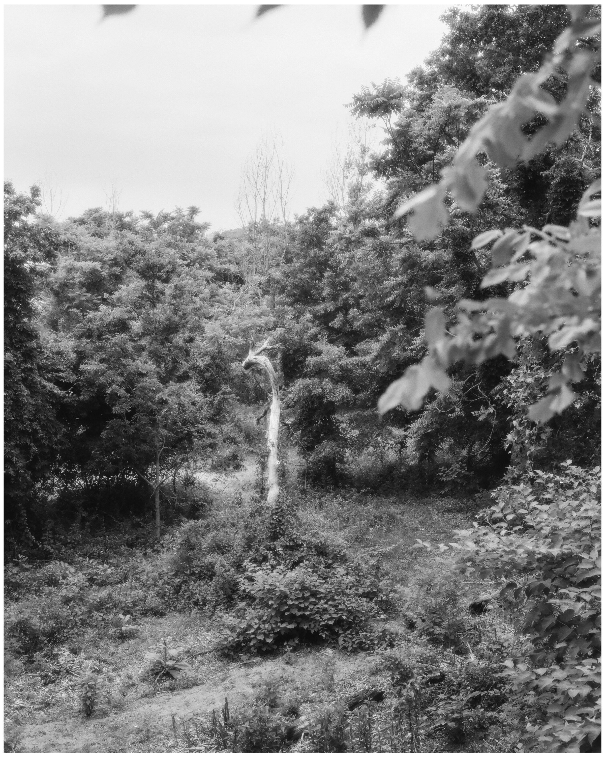 A Moment in Nature Black and White Photo Limited Edition - Etsy