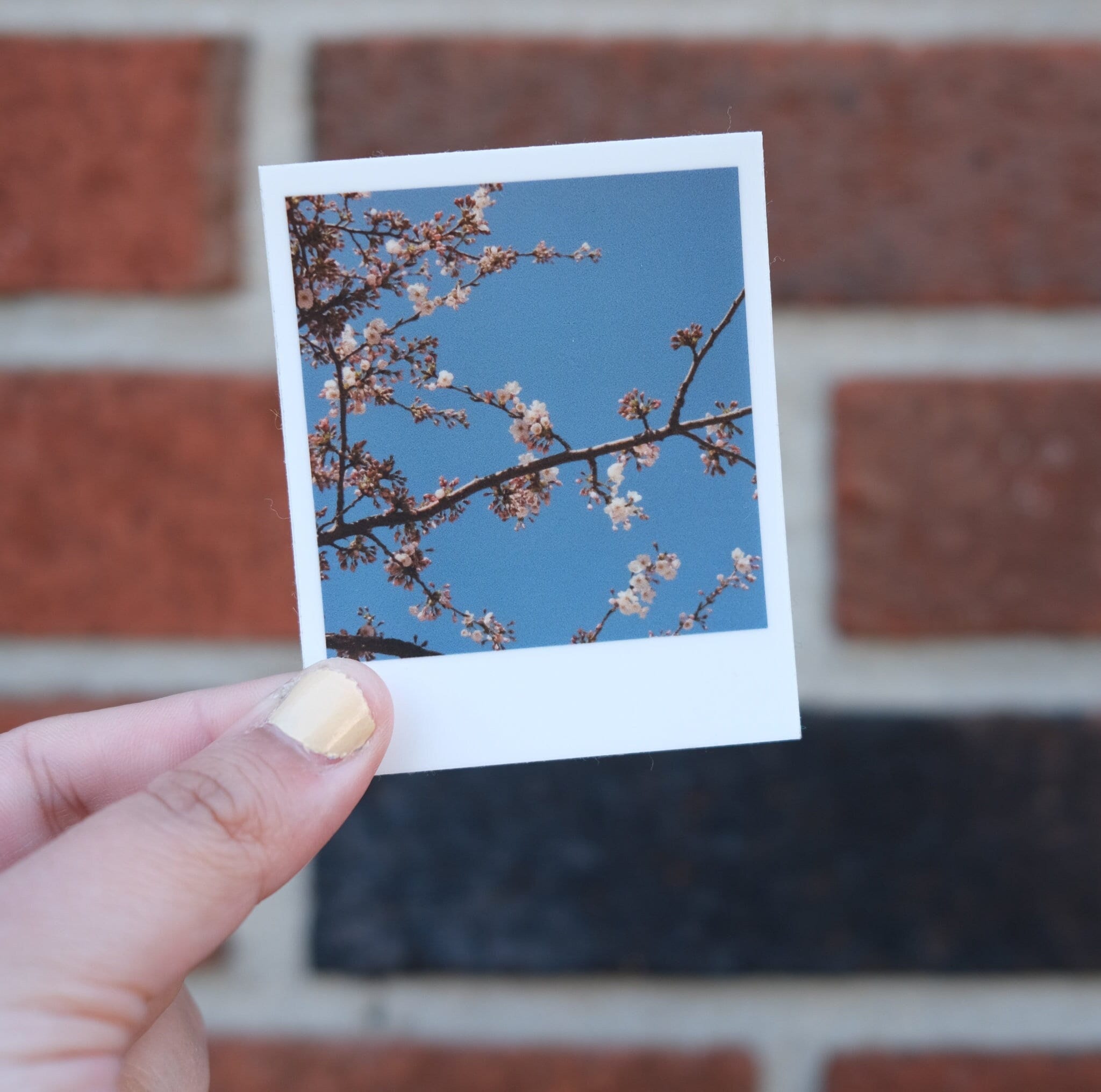 Cherry Blossom Tree Polaroid Sticker • Durable Vinyl Photo Decal - Etsy