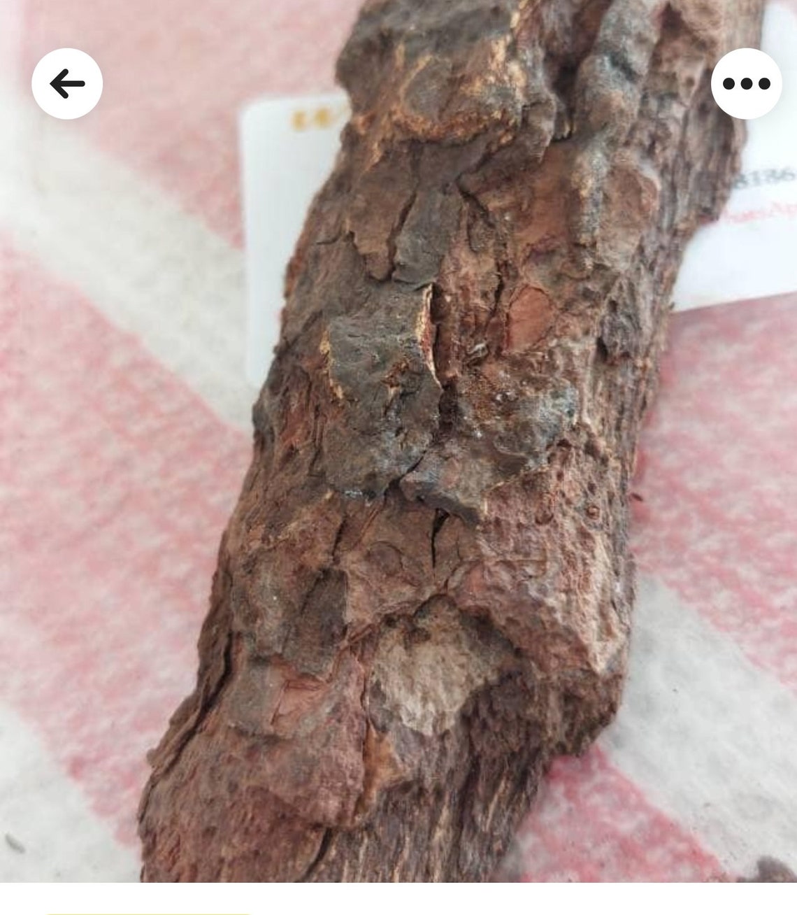 Epo OBO Erythrophleum Suaveolens Tree Bark Authentic Ficus Platyphylla ...