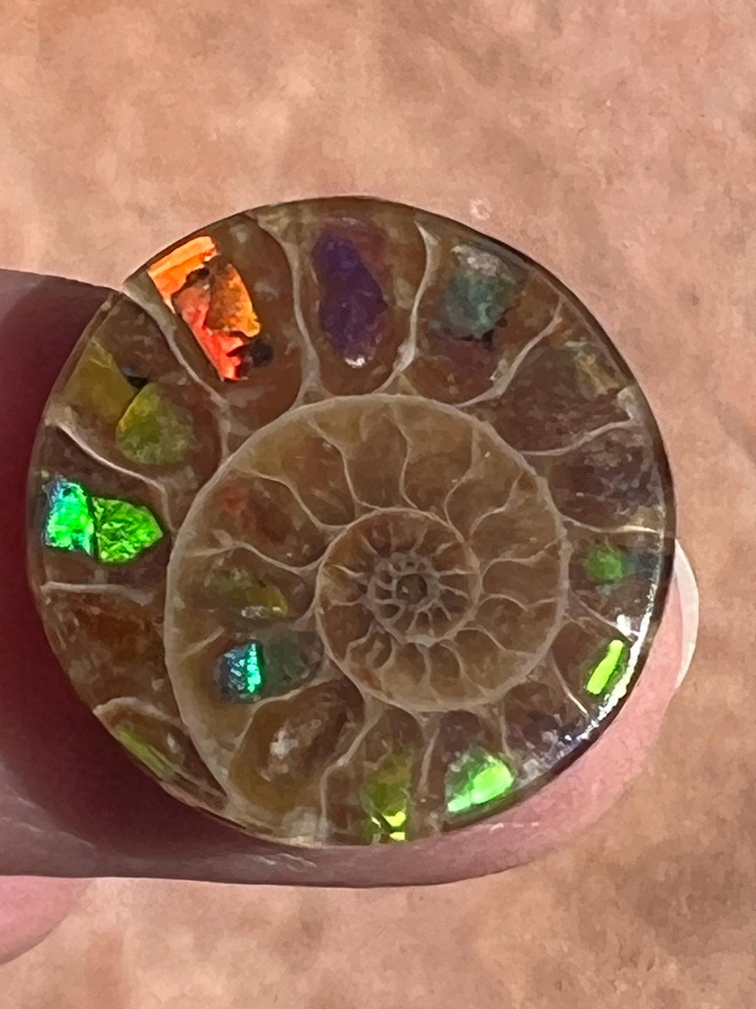 Ammonite Fossil With Ammolite Inlay Cabochon - Etsy