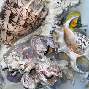 Large Coastal Sculptural Natural Sea Shell Beach Collage Wall Art - Etsy