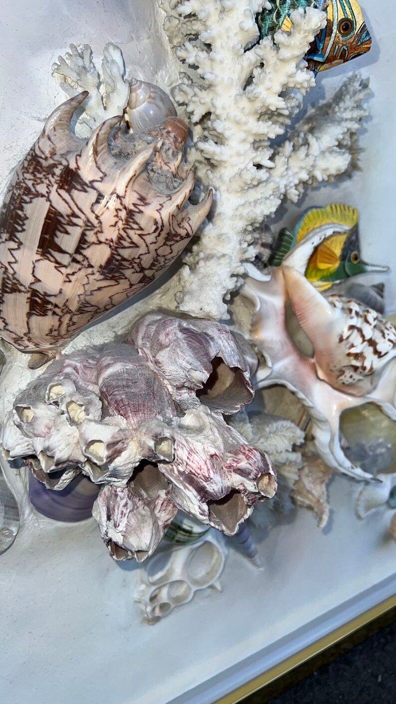 Large Coastal Sculptural Natural Sea Shell Beach Collage Wall Art - Etsy