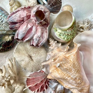 Large Coastal Sculptural Natural Sea Shell Beach Collage Wall Art - Etsy