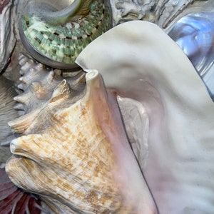 Large Coastal Sculptural Natural Sea Shell Beach Collage Wall Art - Etsy