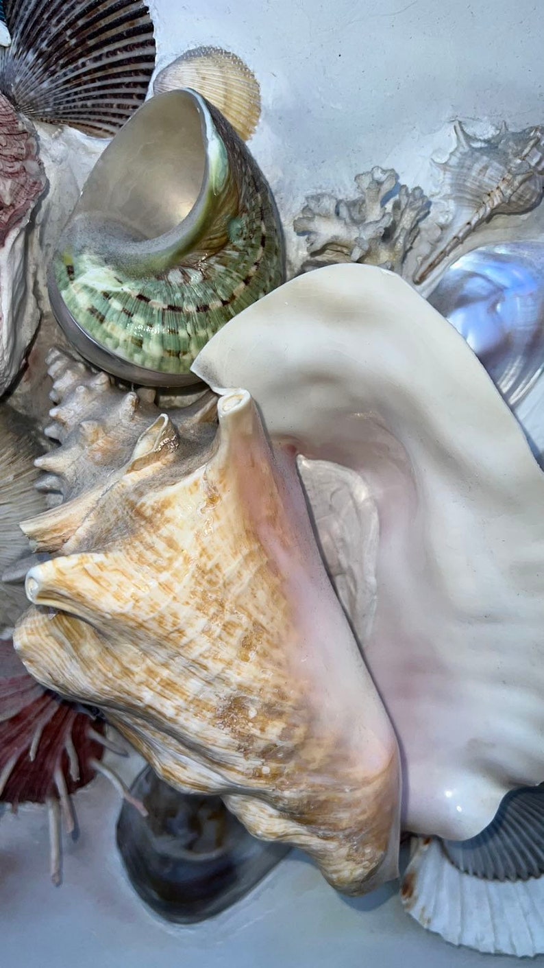 Large Coastal Sculptural Natural Sea Shell Beach Collage Wall Art - Etsy